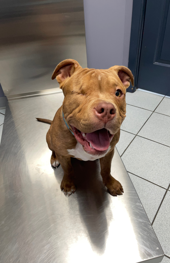 How to Prevent Your Puppy from Becoming Afraid of Vet Visits ...