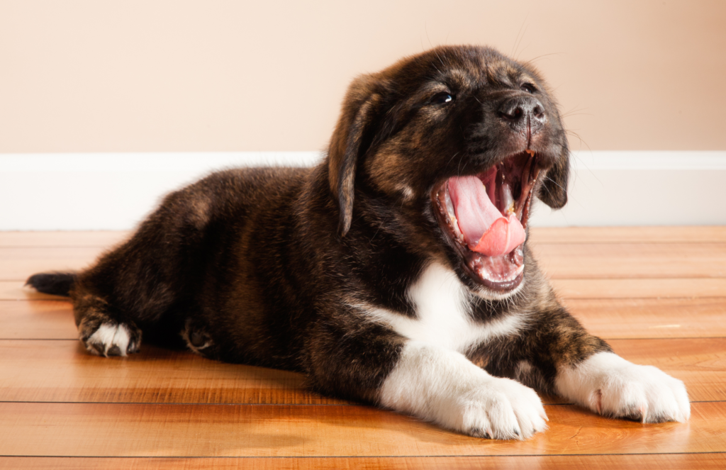 The Power of Puppy Naps: Why Your Puppy Needs Rest to Grow | PupScouts ...