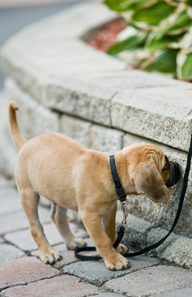 How Distractions Impact Your Puppy’s Learning and Training | PupScouts ...