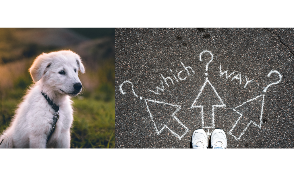 The Benefits of Giving Your Puppy Choice | PupScouts of Hunterdon