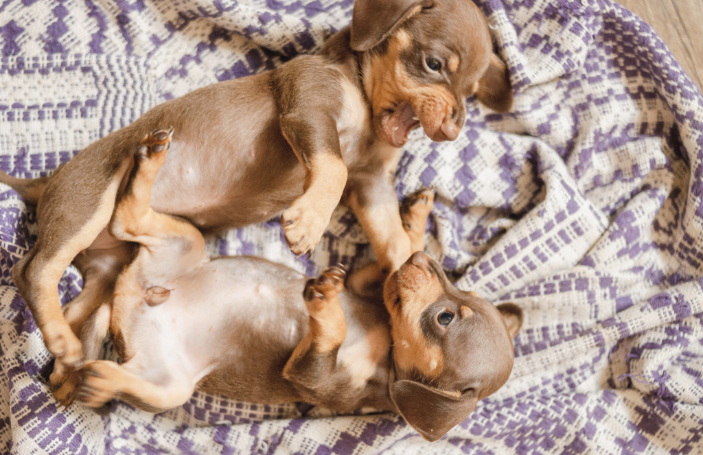 Understanding Puppy Growling: Unlocking it’s Importance | PupScouts of ...