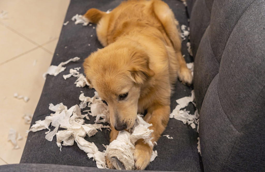 Post Teething Puppy Chewing: Why Puppies Persist and How to Handle It ...