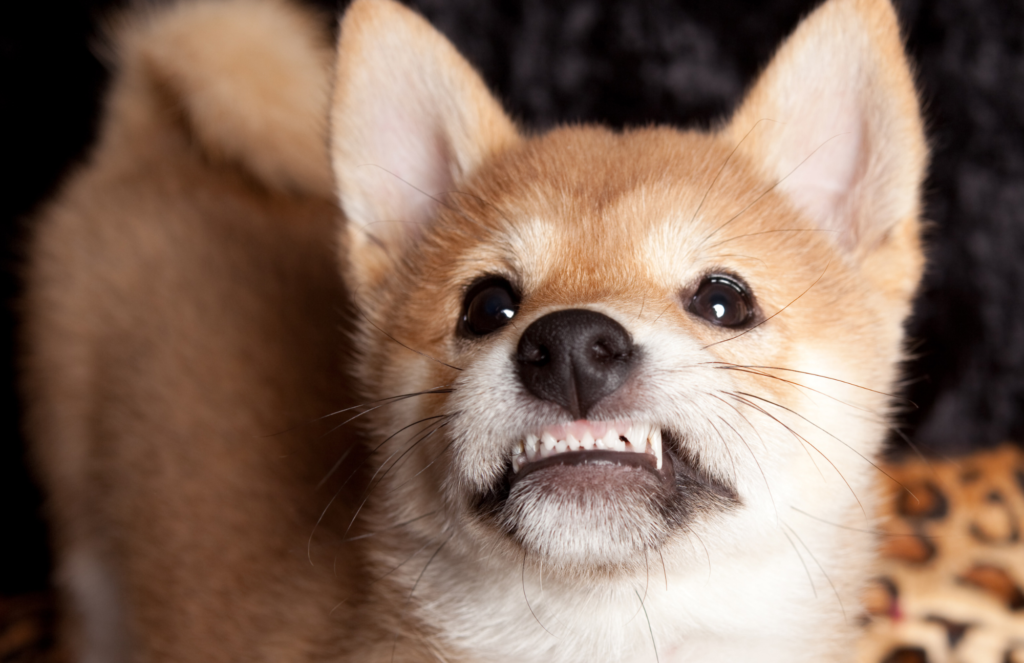 Understanding Puppy Growling: Unlocking it’s Importance | PupScouts of ...